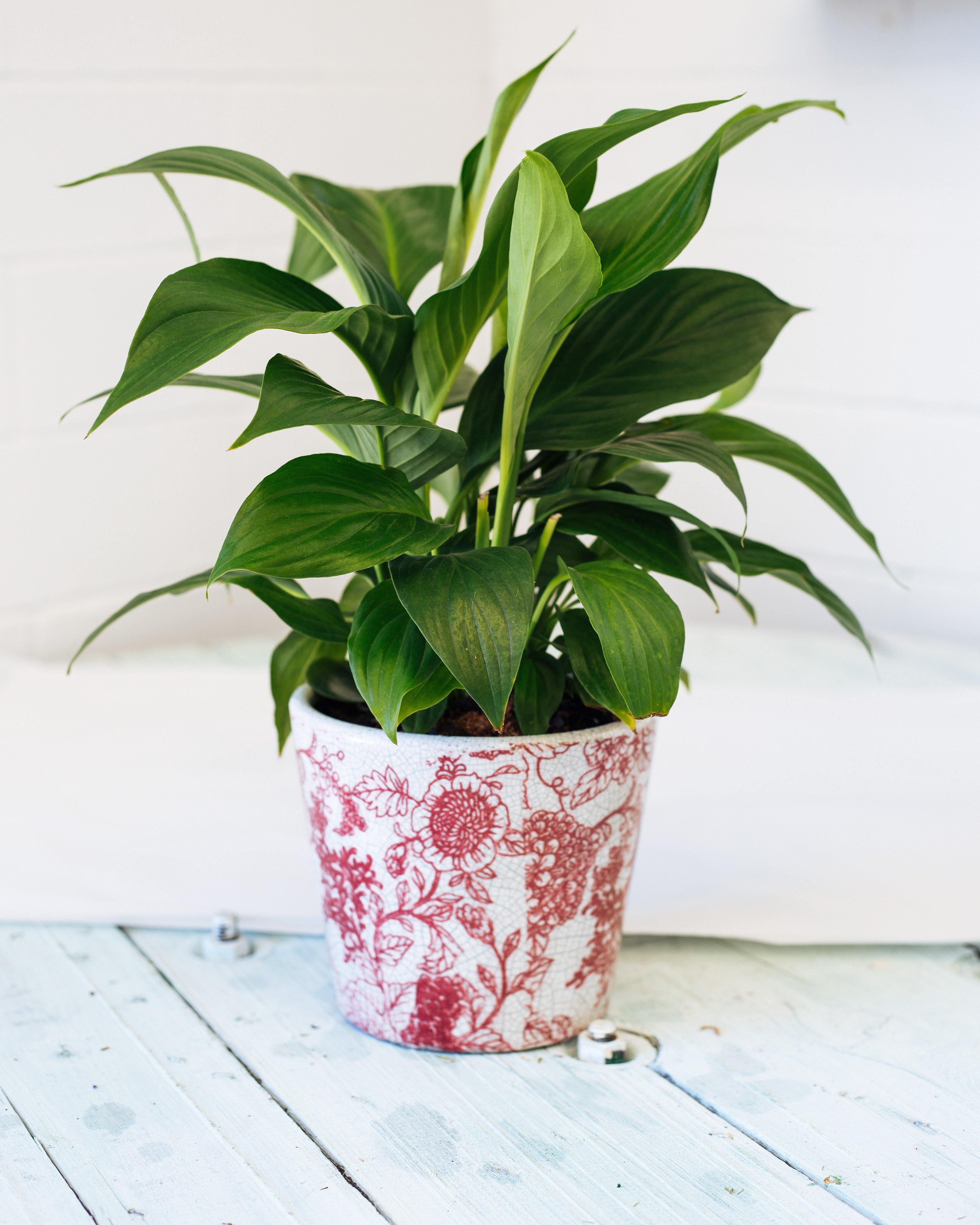 Potted Plant – Forest and Petals