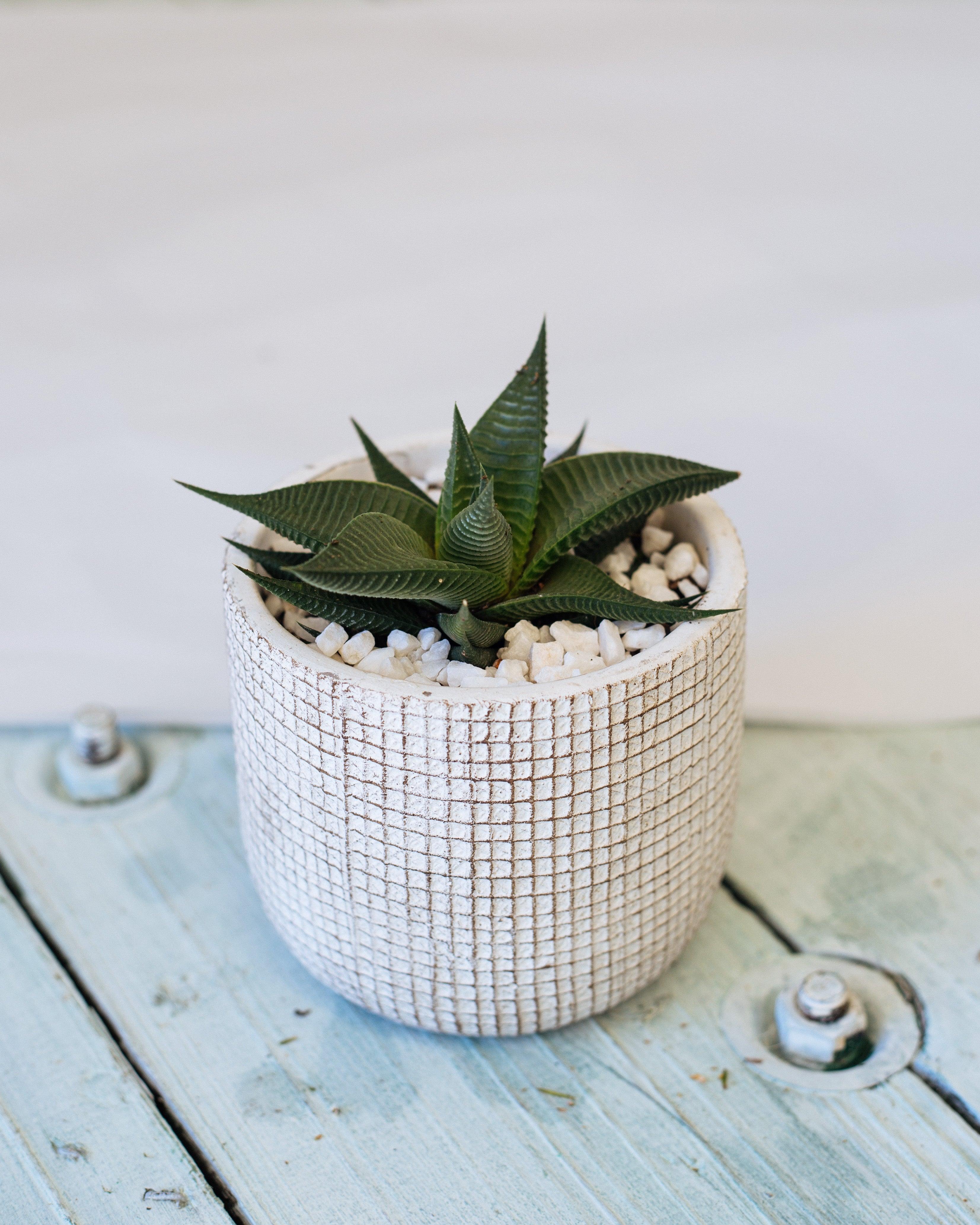 Potted Succulent – Forest and Petals